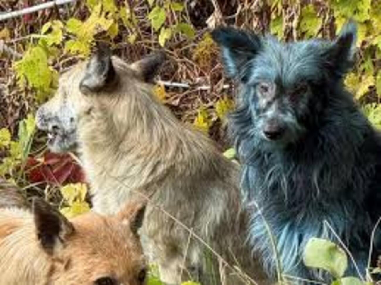 Enigma en Chernóbil: los misteriosos perros azules que intrigan al mundo científico | Revista ...